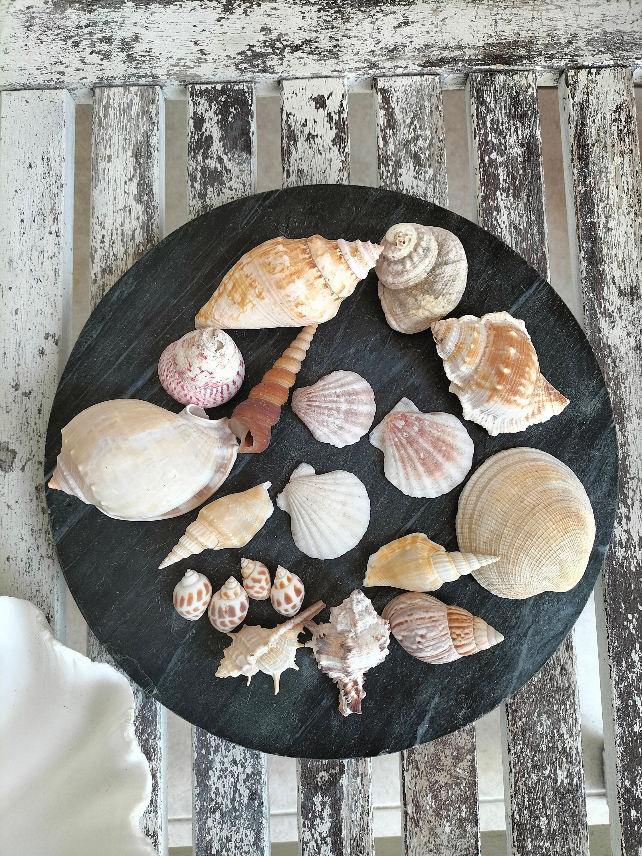 Giant Clam Shell Full With Big Ocean Shells, Center Piece, Beach ...