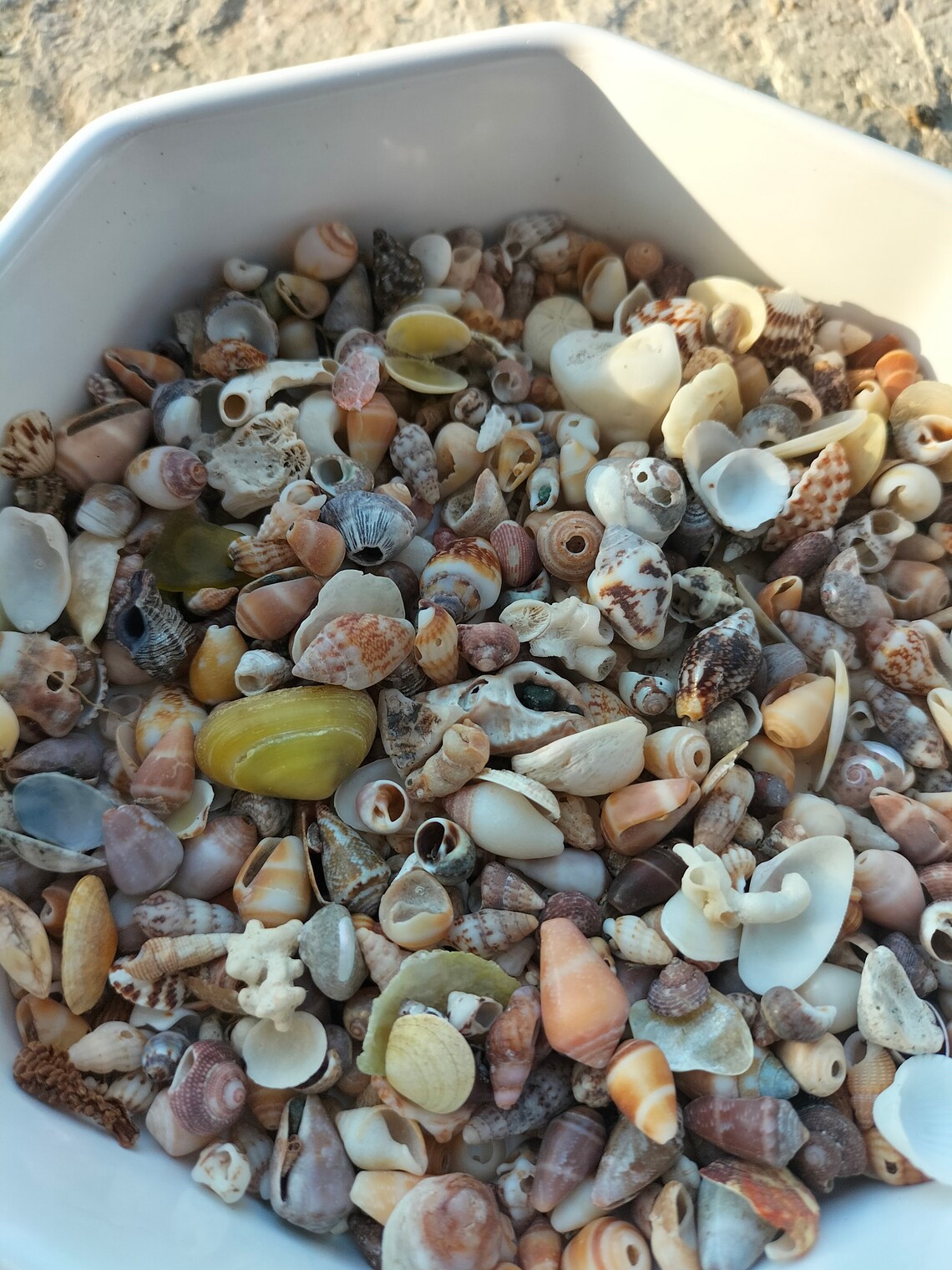 Tiny Mixed Shells 1 Cup 250 Craft Shells Beach Wedding - Etsy