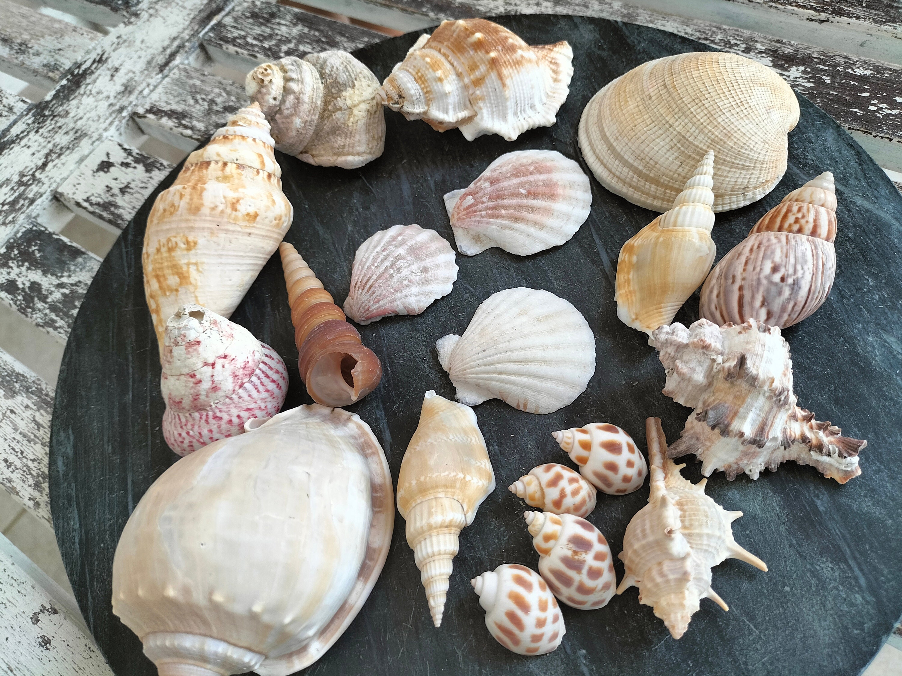 Giant Clam Shell Full With Big Ocean Shells, Center Piece, Beach ...