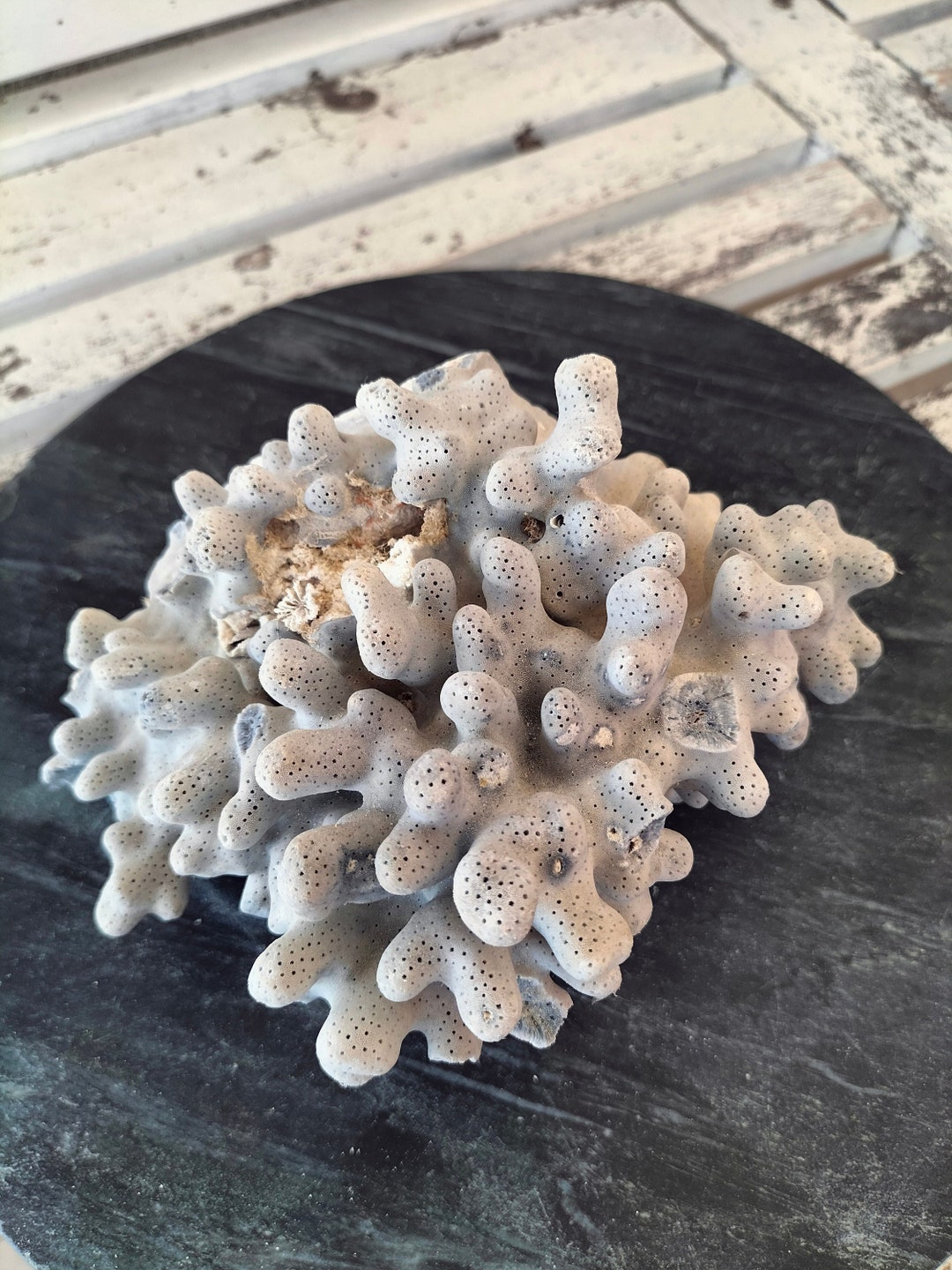 Rare Natural Blue Ridge Coral, Blue Coral, Sea Coral, Coastal Living - Etsy