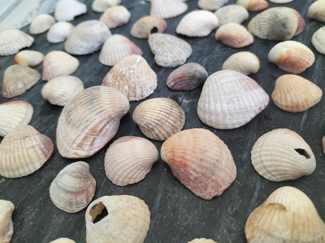 Cockleshells, Clam Seashells, 60 Pcs / Seashells, Sea Shells,bulk Sea ...
