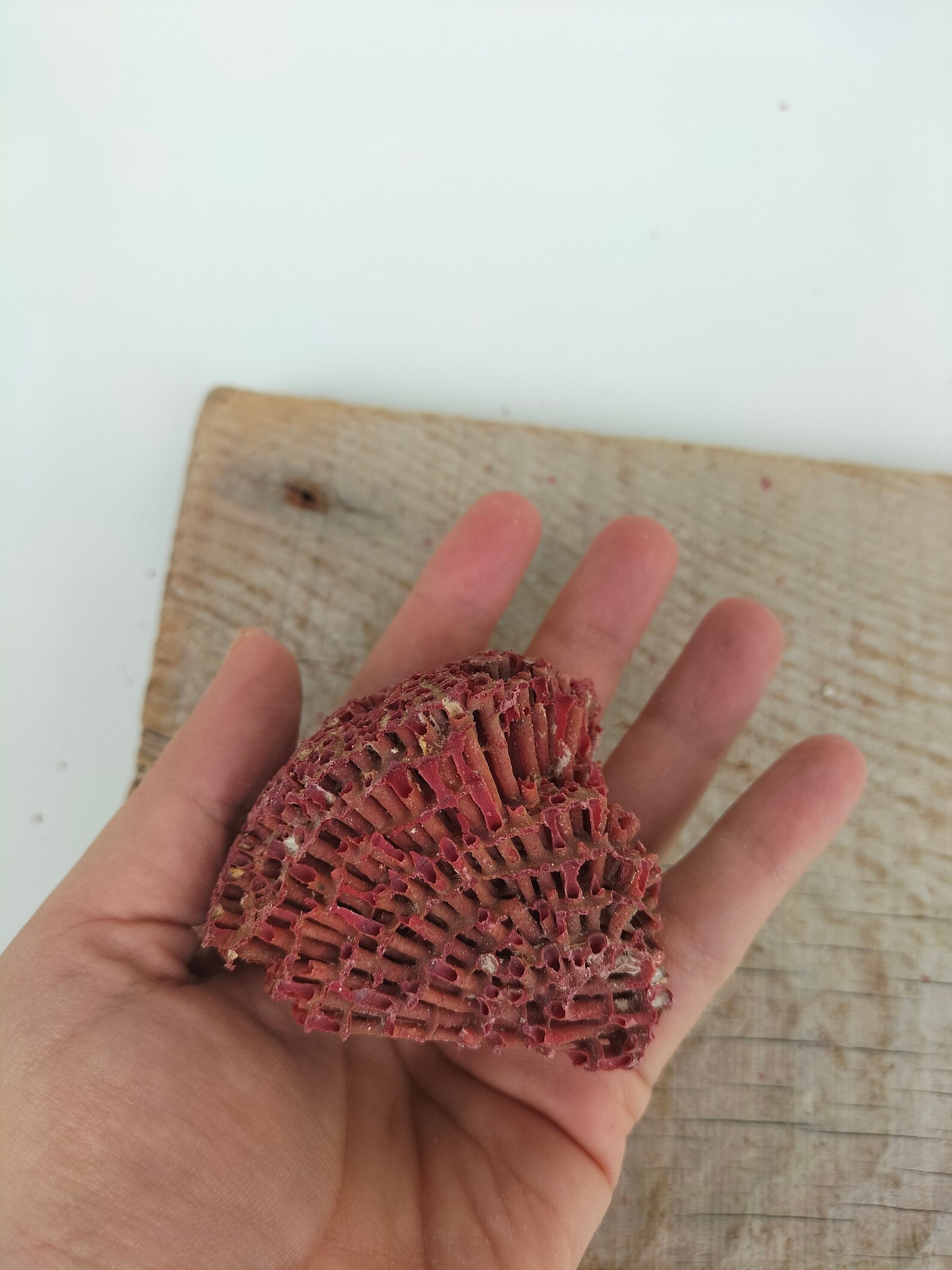 Natural Red Sea Coral Sea Coral Coral Coastal Living Red | Etsy