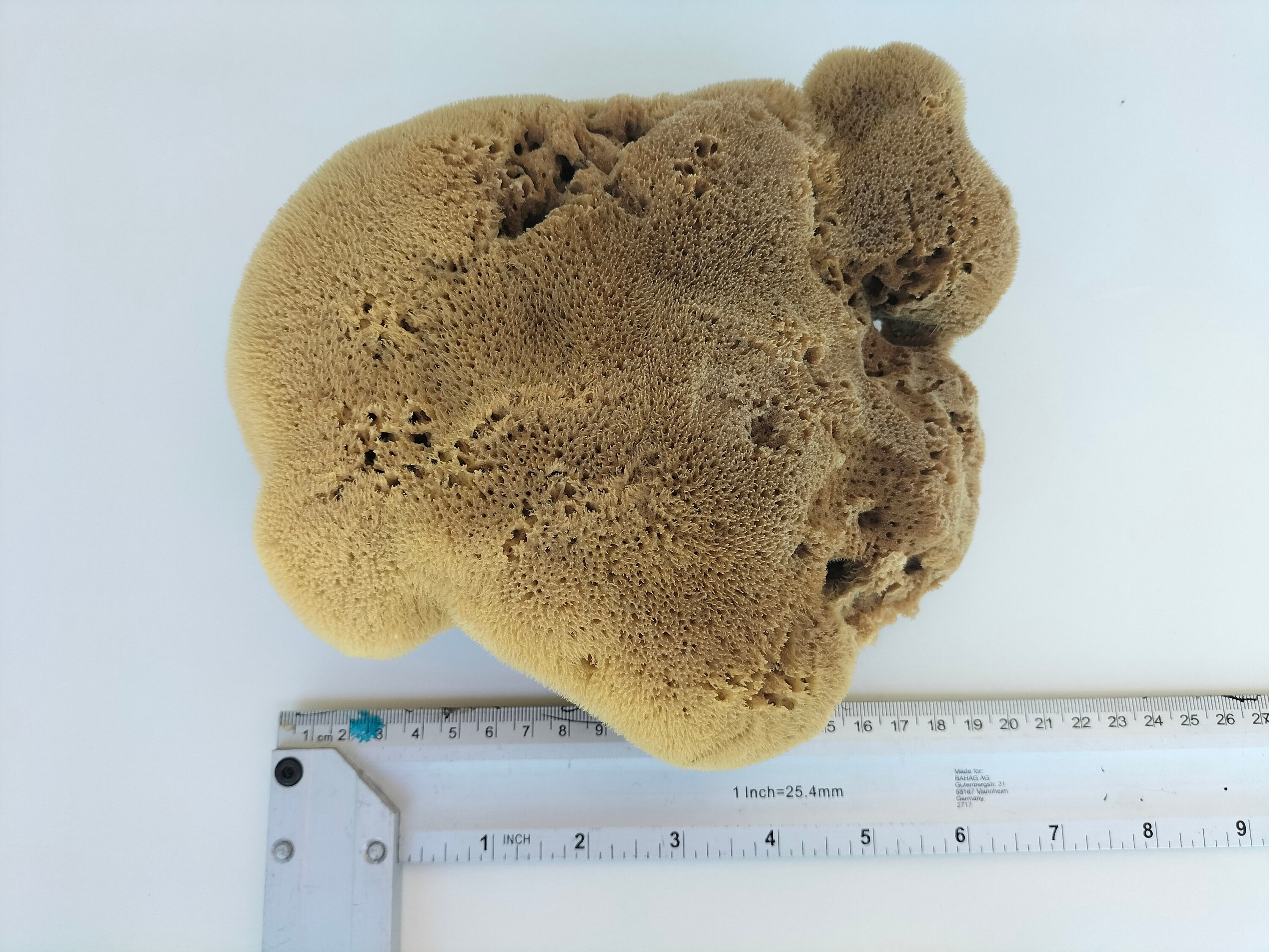 Extra Large Honeycomb Unbleached Nature Sea Sponges From Aegean Sea ...