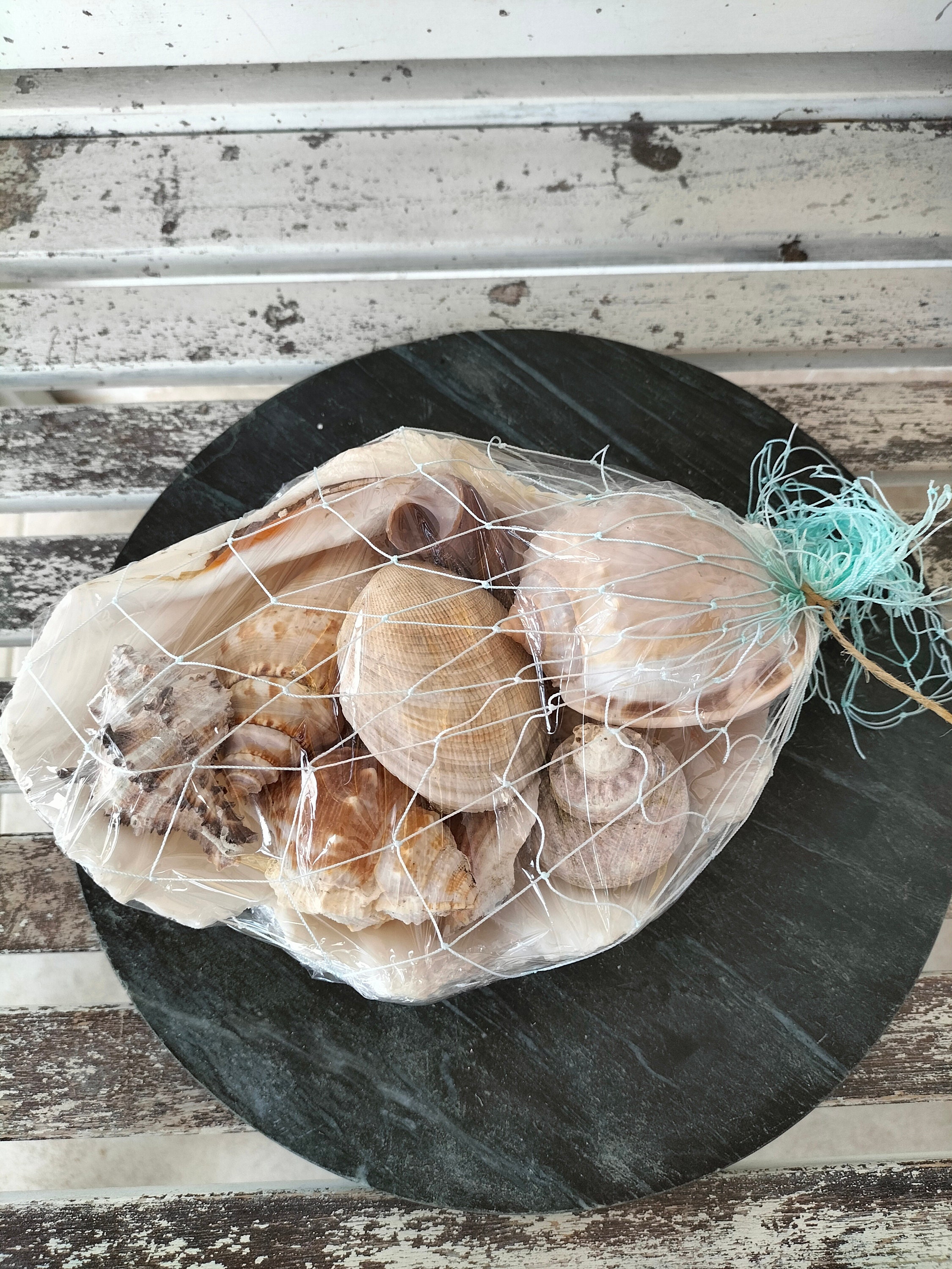 Giant Clam Shell Full With Big Ocean Shells, Center Piece, Beach ...
