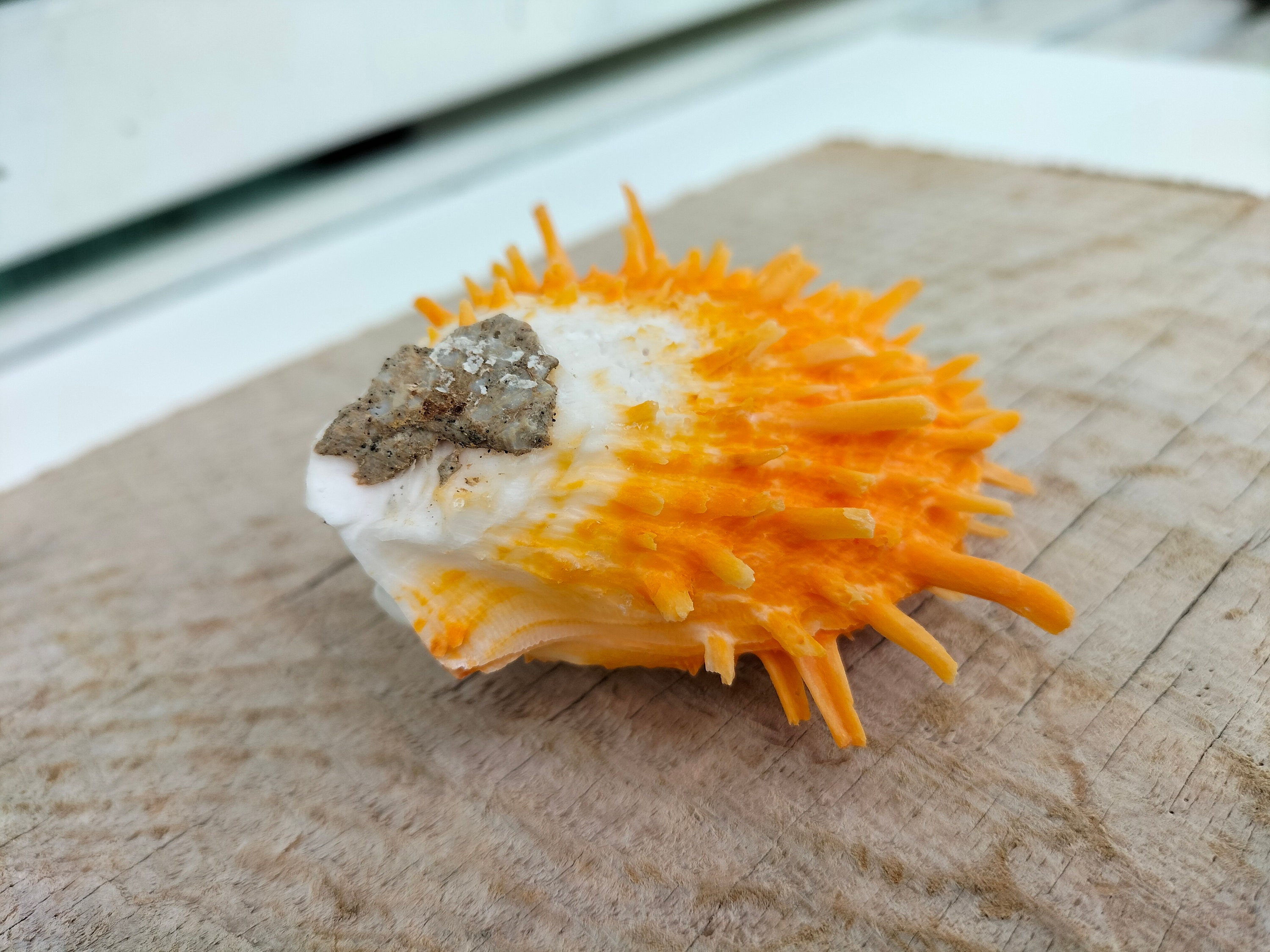 Orange Pacific Spiny Oyster Clam Seashell Shell Sea Rare Collector ...