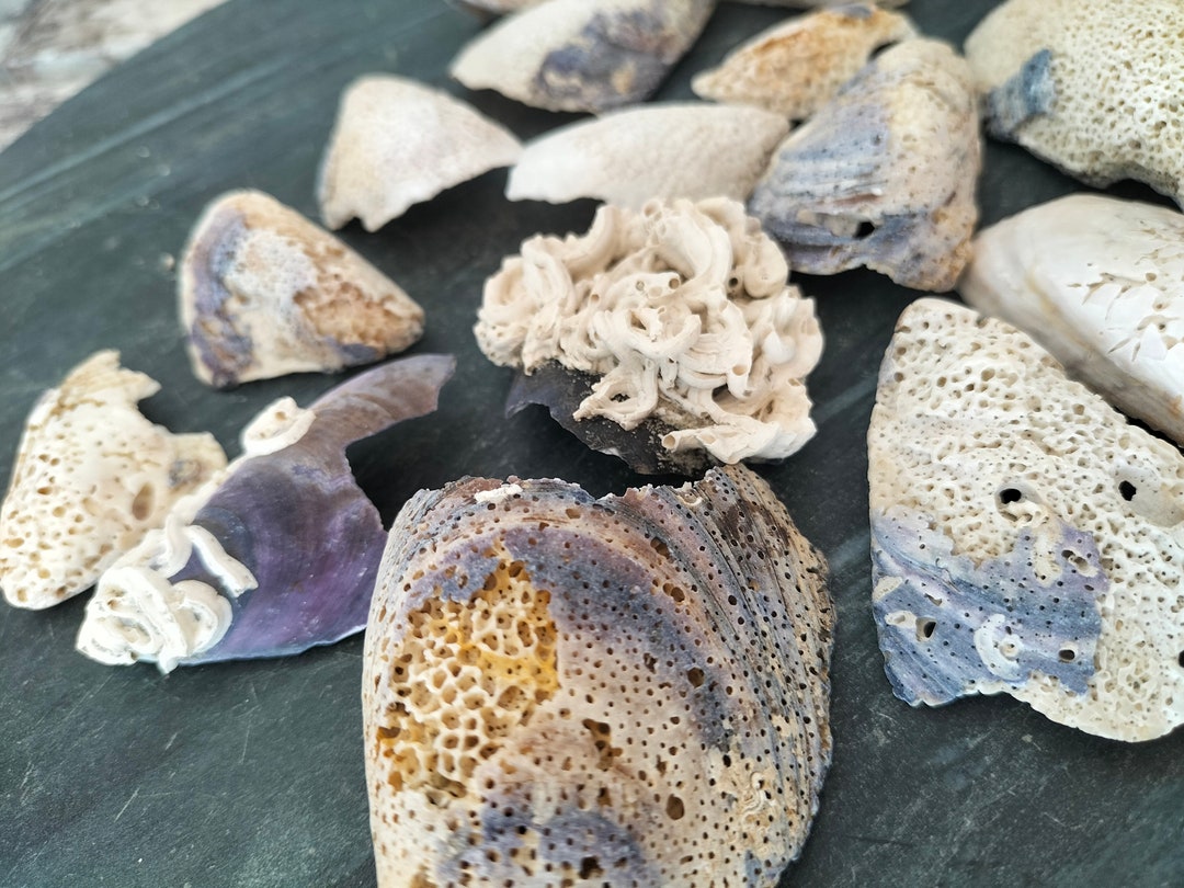 Set of 15 Fossil Old Mussel Shell Pieces - Shell Collection - Nautical ...