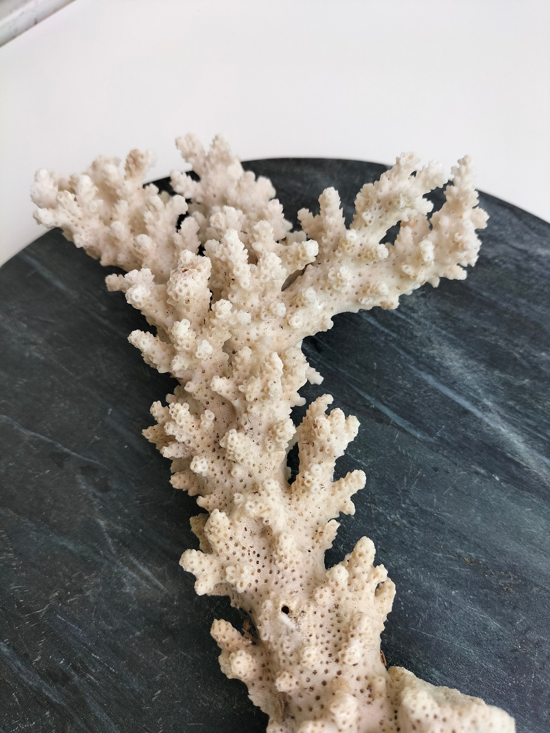 Natural Huge White Sea Coral for Your Beach Home Decor, Coastal Living ...