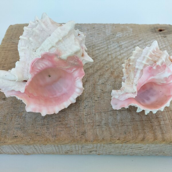 Pink Sea Shells - Etsy