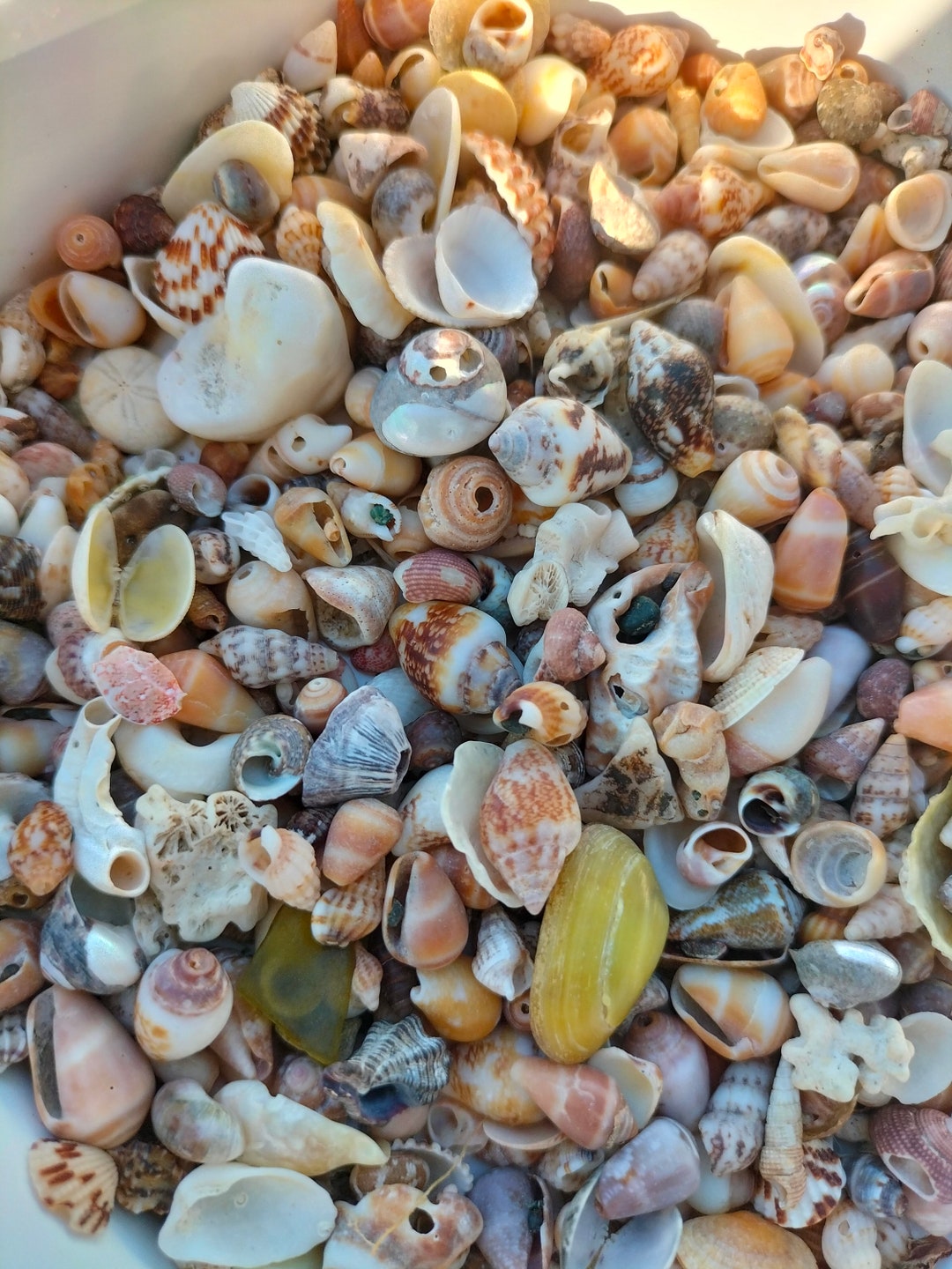 Tiny Mixed Shells (1 Cup - 250+) Craft Shells - Beach Wedding ...