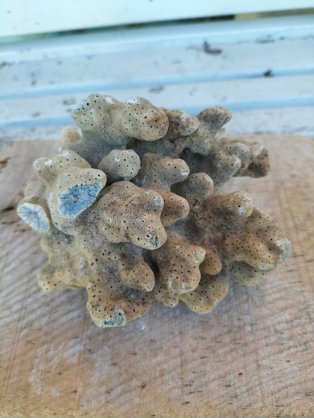 Corail bleu naturel, corail bleu, corail marin, vie côtière - Etsy France