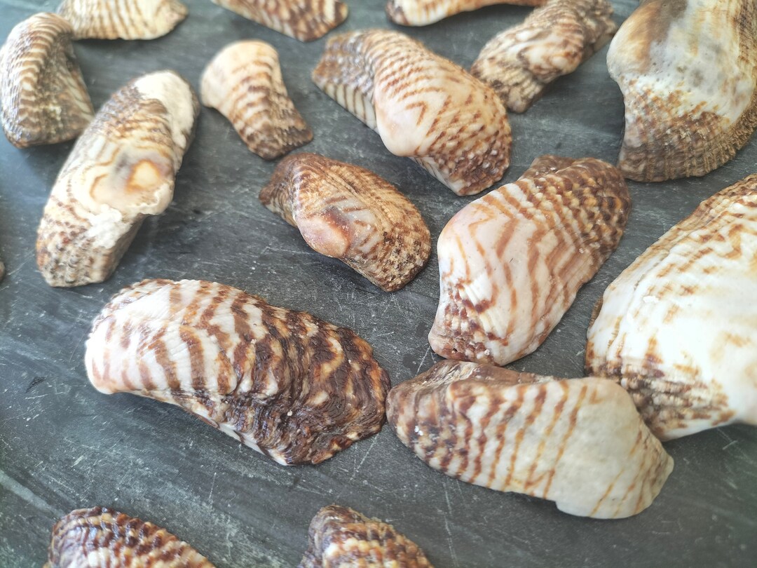 Turkey Wing Shells, Zebra Ark Seashells, 20 Pcs / Seashells, Sea Shells ...