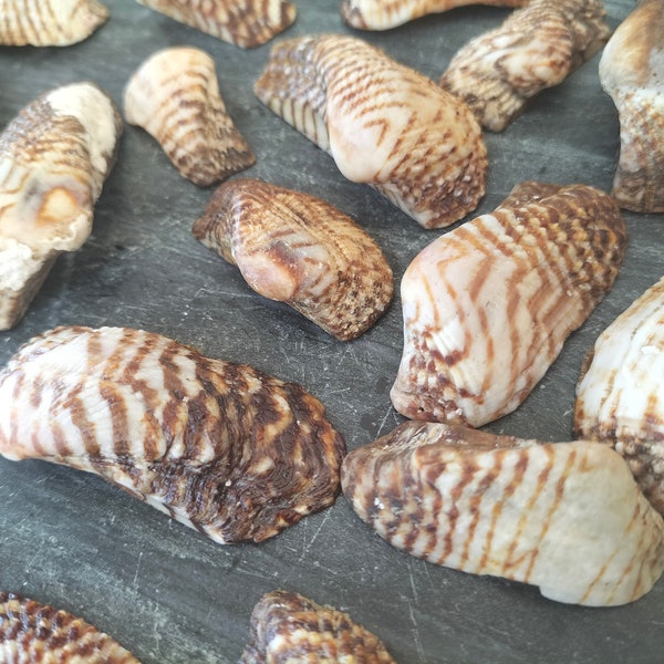 Turkey Wing Shells - Etsy