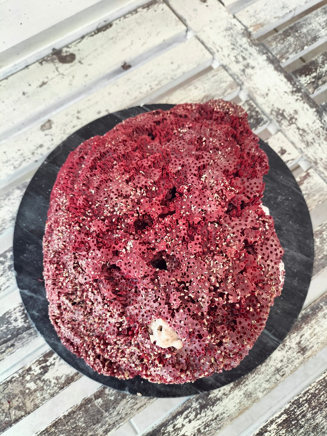 Huge XXL Rare Natural Red Sea Coral, Sea Coral, Coral, Coastal Living ...