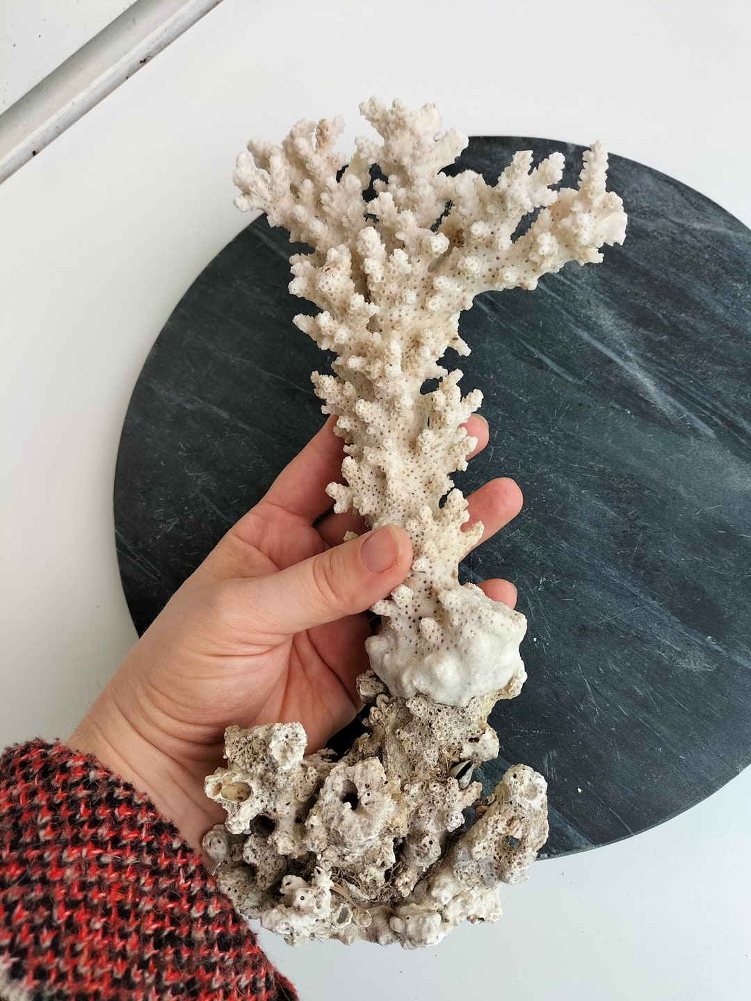 Natural Huge White Sea Coral for Your Beach Home Decor, Coastal Living ...