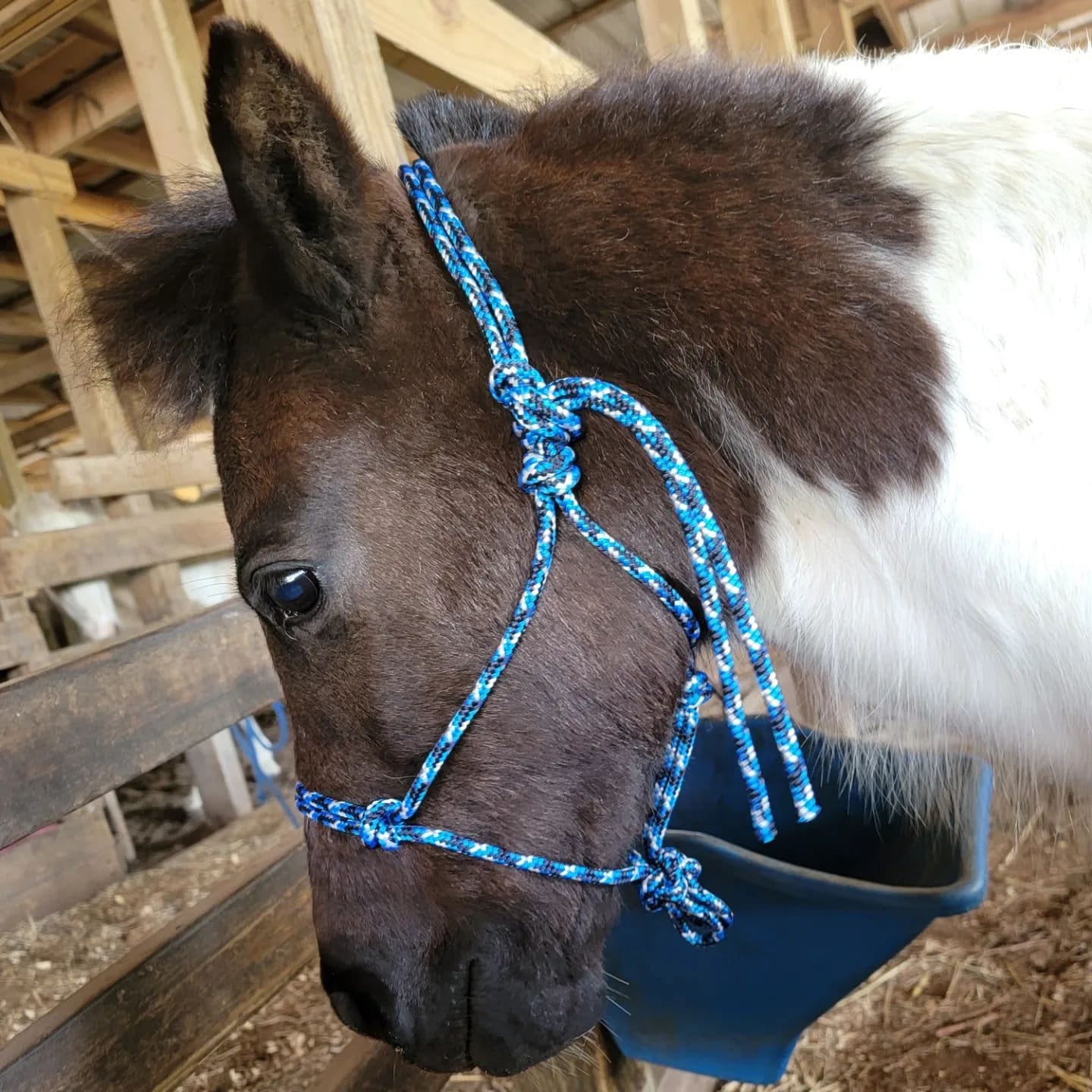 Comet Small Pony/mini Donkey Rope Halter - Etsy