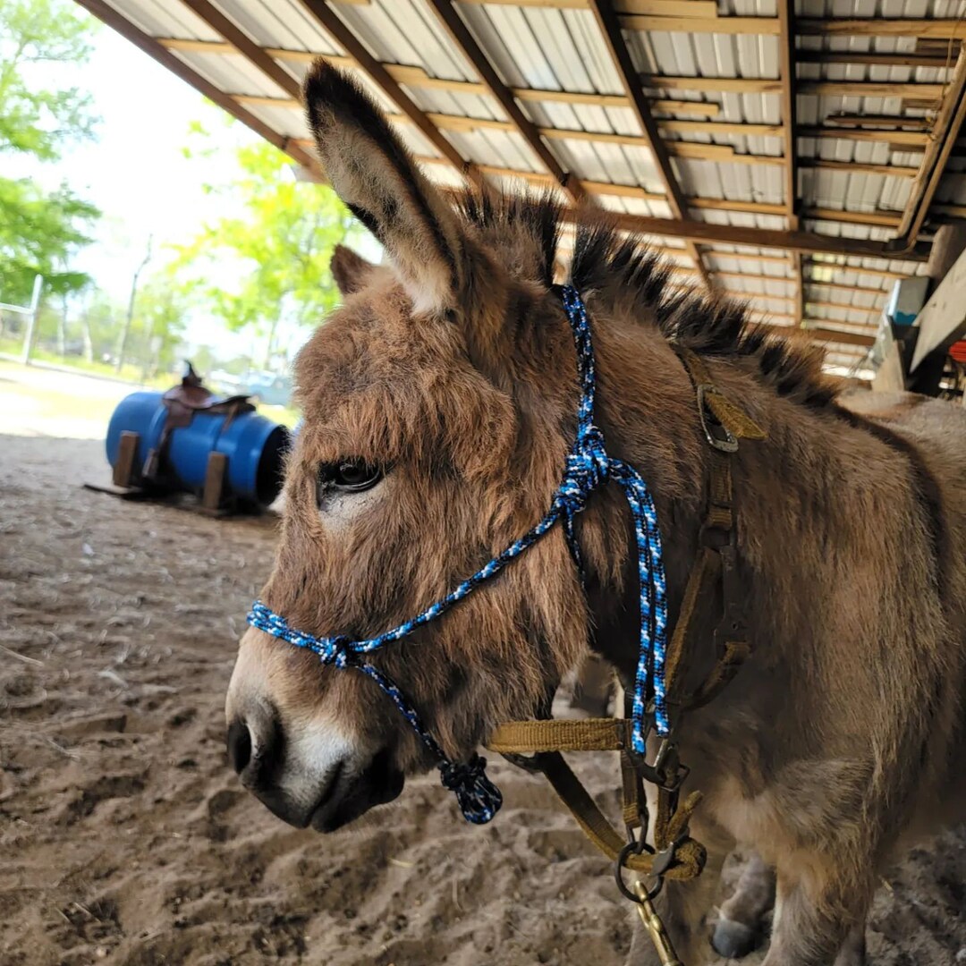 Comet | Small Pony/mini Donkey Rope Halter - Etsy