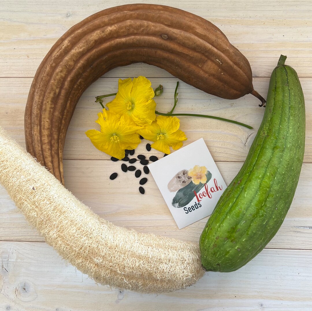 Loofah Pkt of 25 Seeds / Aegyptiaca / Luffa / Loofah / Loofa / Loufa ...