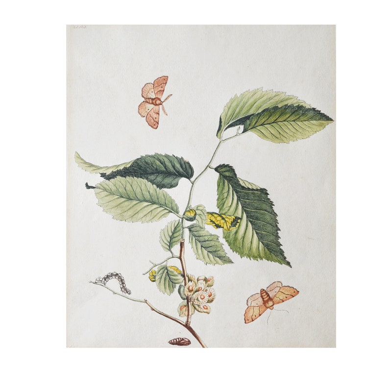 Botanical Book Plate - Etsy