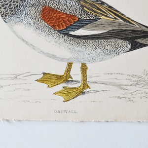 Antique Color Engraving of Gadwall From History of British Birds by F ...