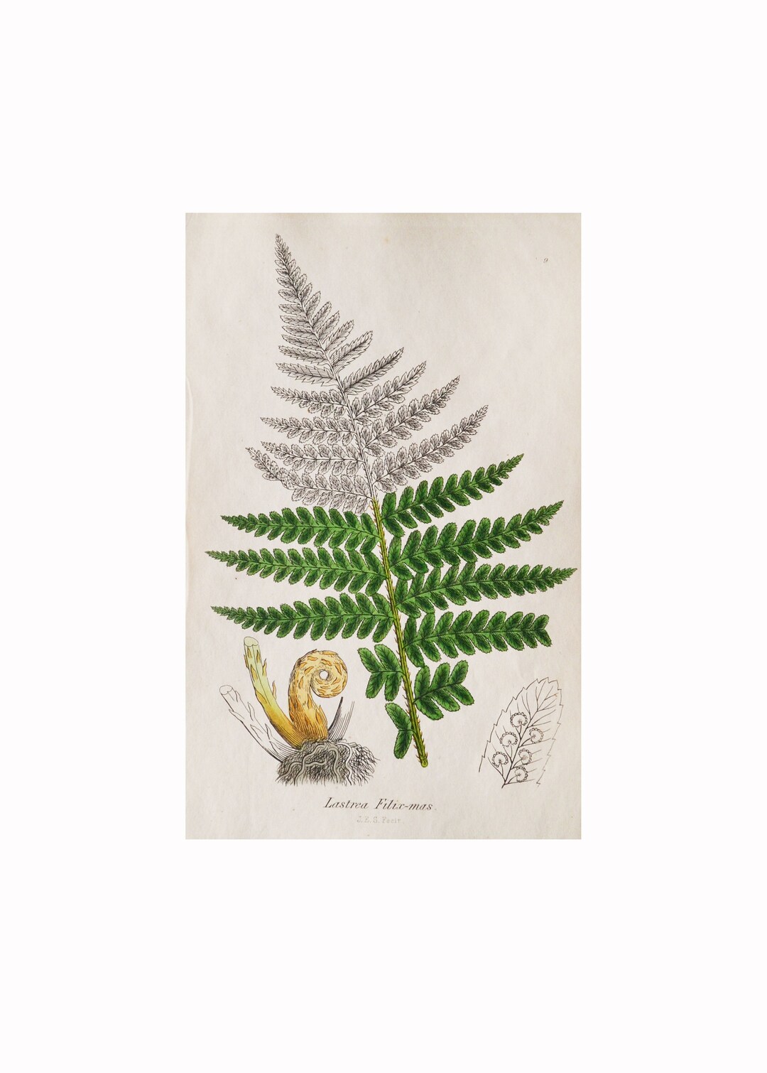 Antique Hand Colored Botanical Fern Engraving by Sowerby Lastrea Filix ...