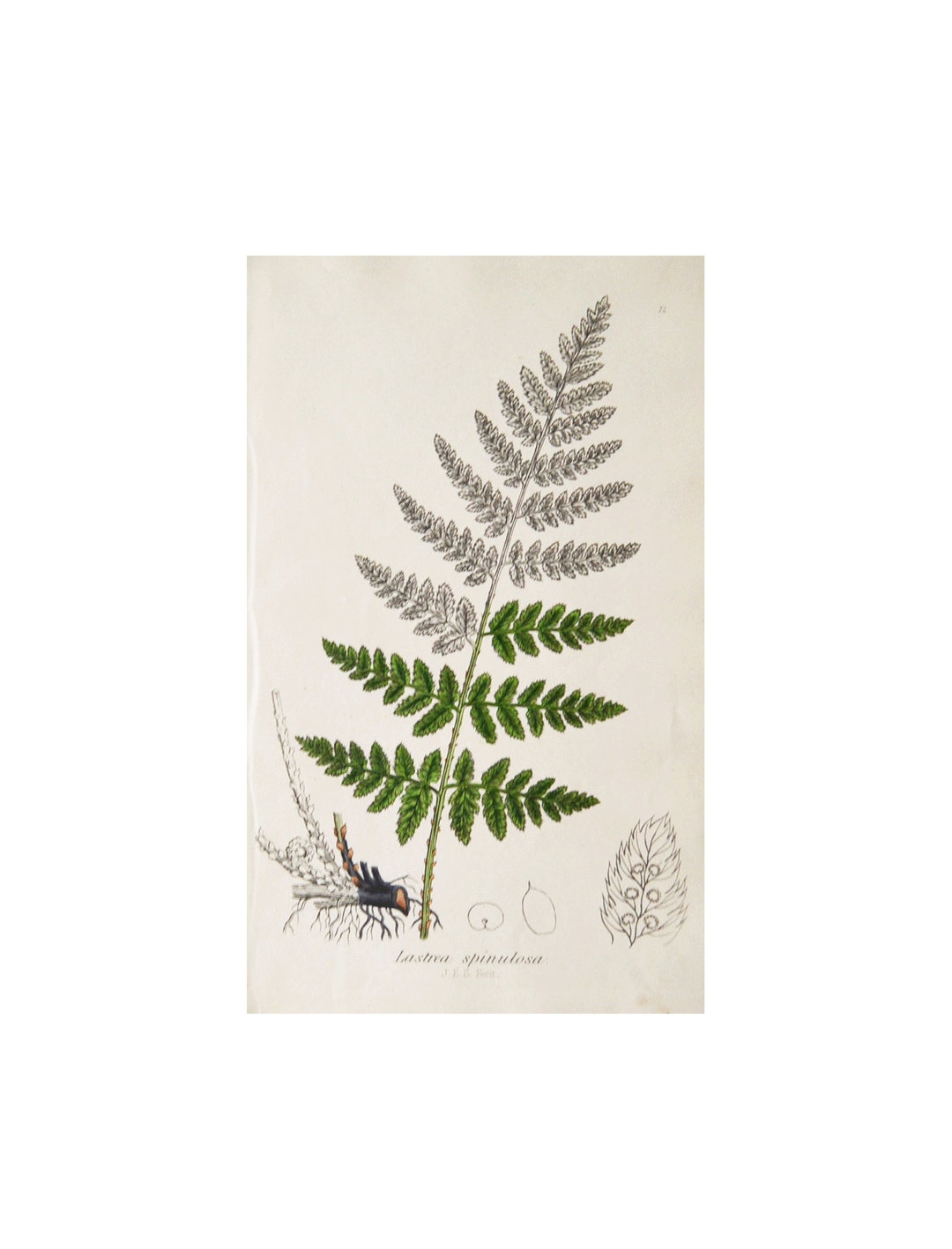 Antique Hand Colored Botanical Fern Engraving by Sowerby Lastrea ...