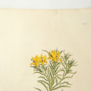 Antique Engraving, Botanical Hand Colored, Flowers Wall Decor Yellow - Etsy