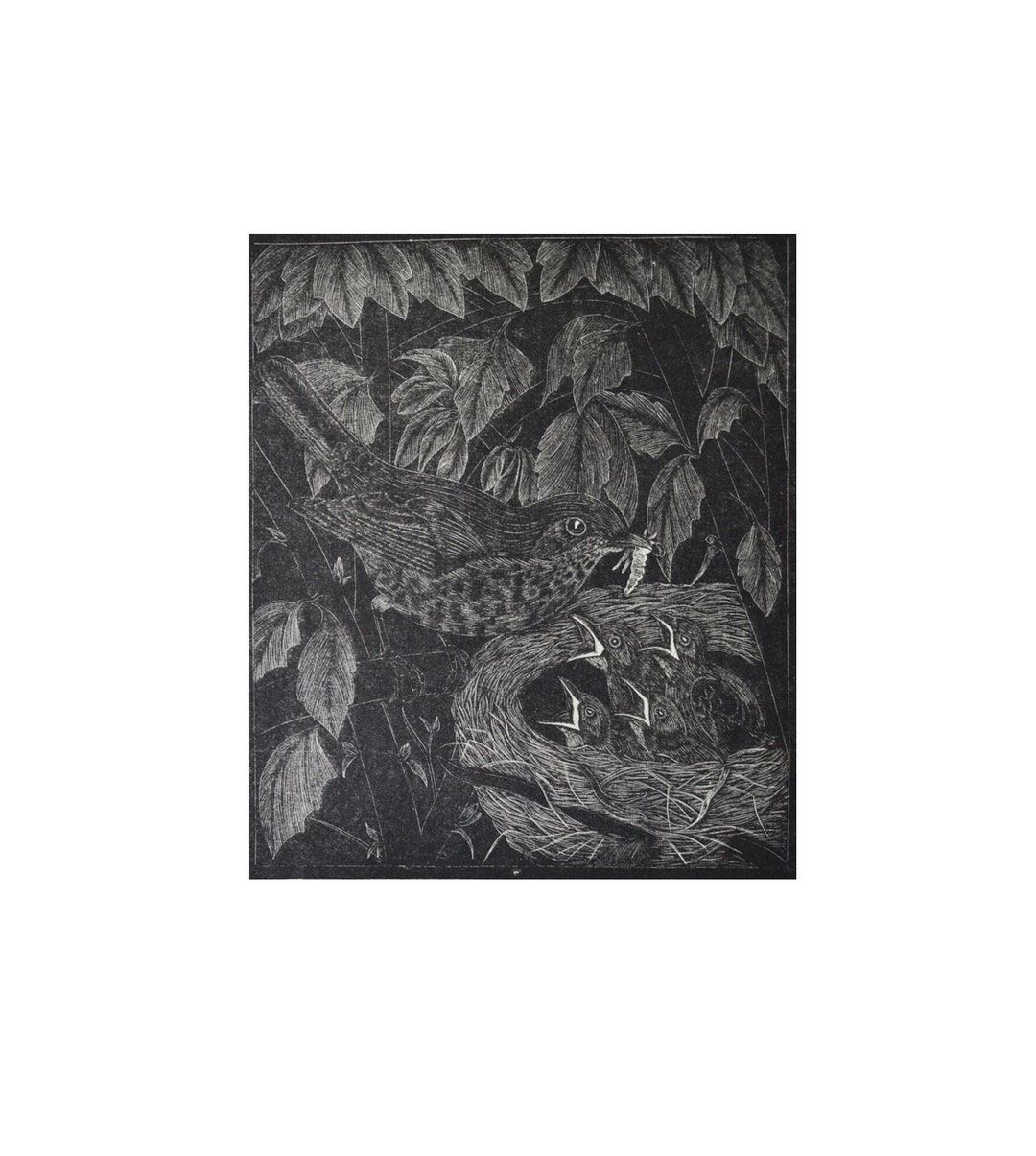 Original Wood Engraving by E. Fitch Daglish 1927 Bird Art Nature ...