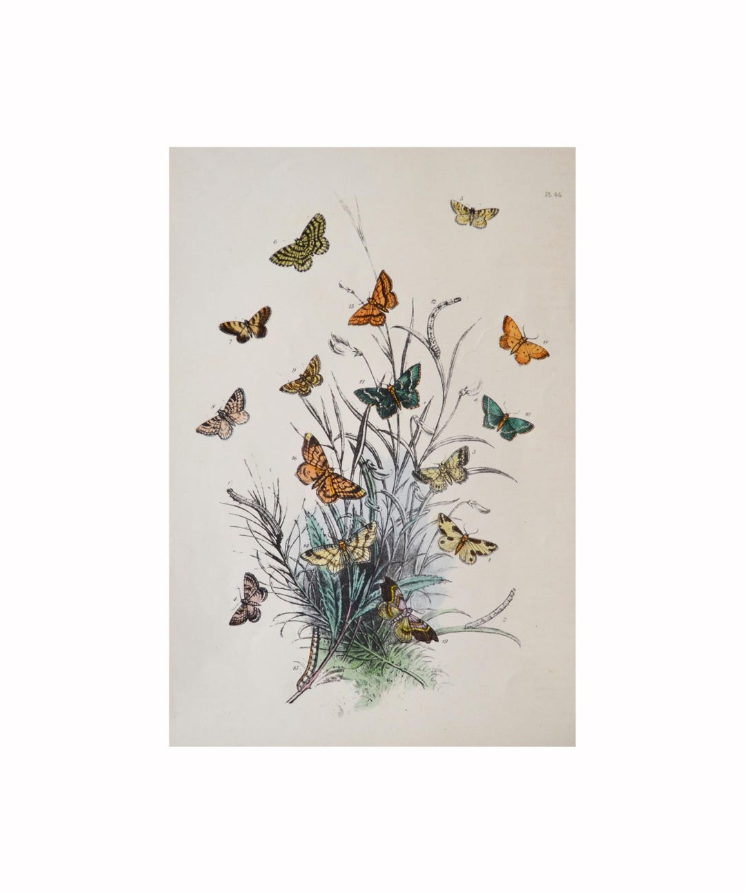 Antique Hand Colored Lithograph of British Moths Henry Noel Humphreys ...