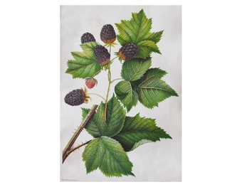 Antique Berry Color - Etsy