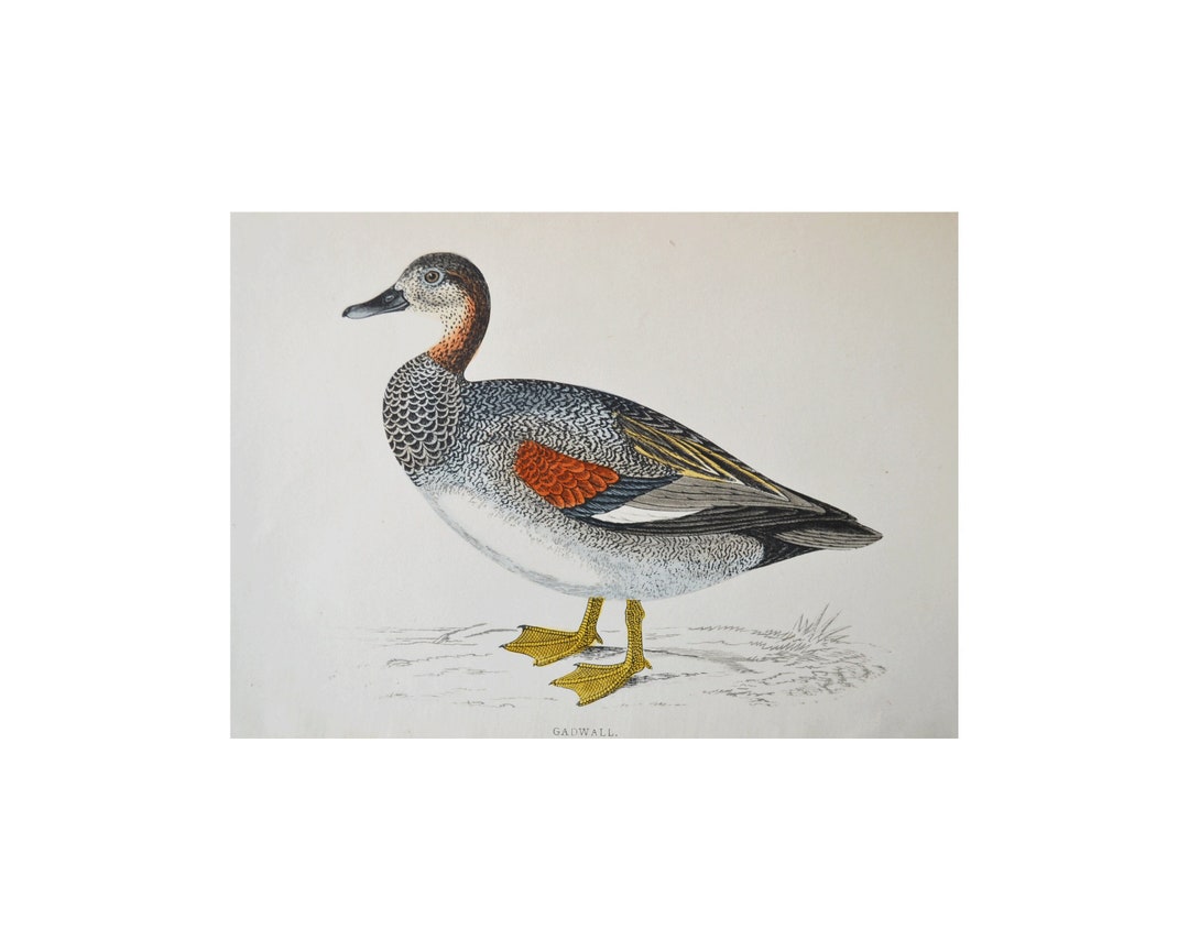 Antique Color Engraving of Gadwall From History of British Birds by F ...
