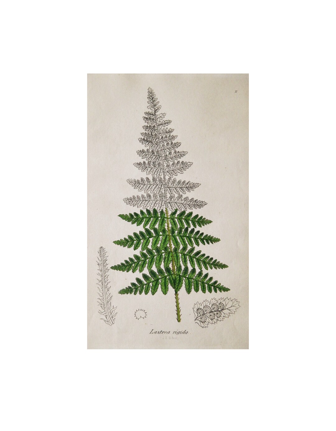 Antique Hand Colored Botanical Fern Engraving by Sowerby Lastrea Rigida ...