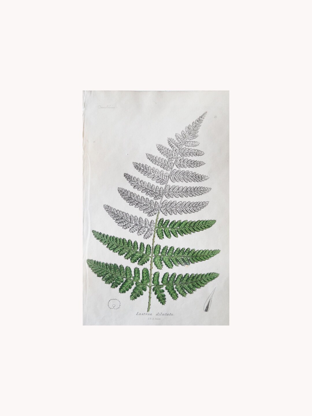 Antique Hand Colored Botanical Fern Engraving by Sowerby Lastrea ...