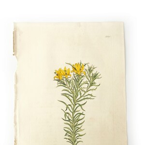Antique Engraving, Botanical Hand Colored, Flowers Wall Decor Yellow - Etsy