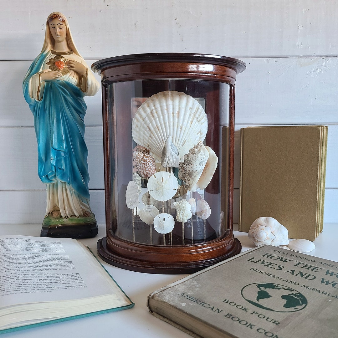 Vintage Display Case With Seashell Collection Cabinet of Curiosities ...