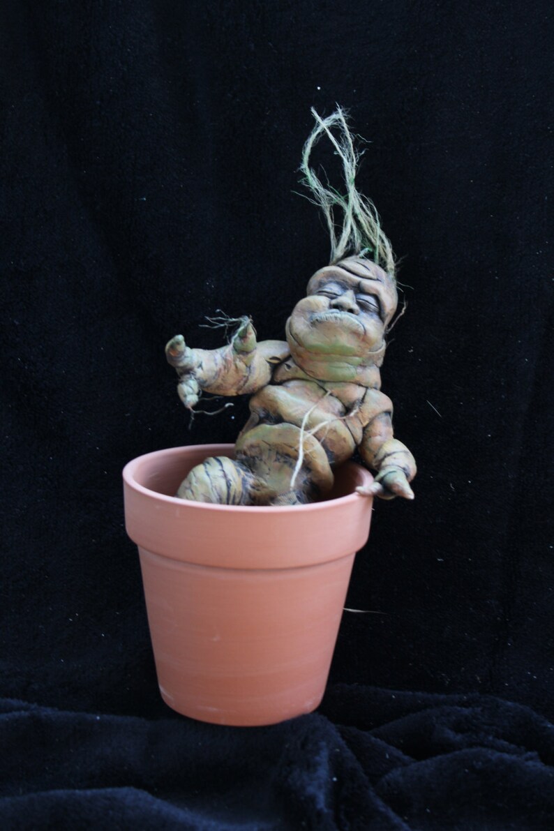 Dormant Mandrake Root | Etsy