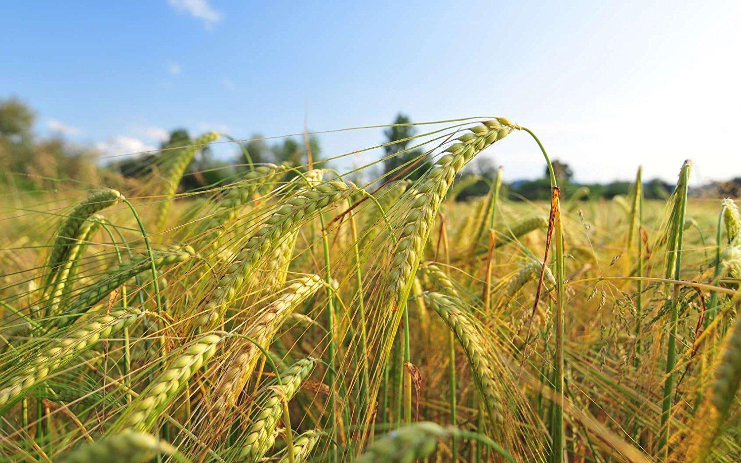 Organic Barley Flour — Stone Ground From Whole Hulled Barley, Non-gmo ...