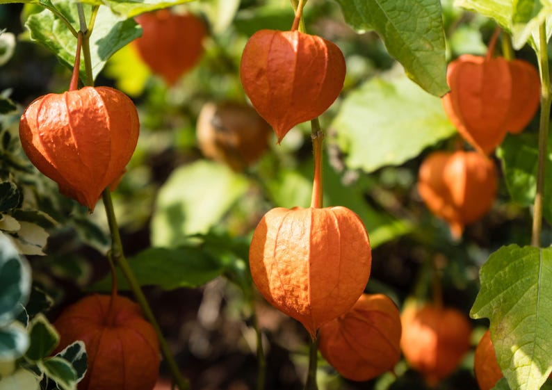 Golden Berries — Whole Dried Goldenberry, Raw, Unsweetened, Unsulfured ...