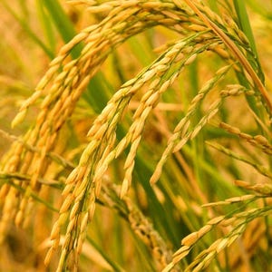 Organic Long Grain Brown Rice – Non-gmo, Raw, Non-irradiated, Kosher ...