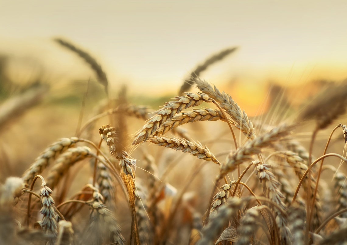 Organic Red Wheat Bran Non-gmo Milled Outer Layer of Hard - Etsy