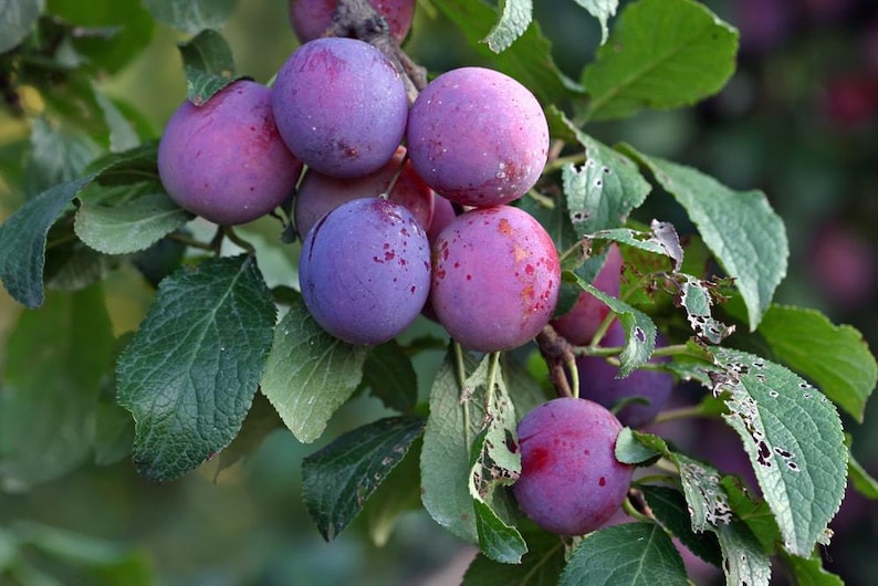Pitted Prunes — Whole Dried Plums, Unsulfured, Unsweetened, Non-infused ...