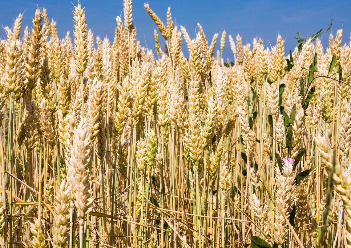 Spelt Berries – A Nutritious Ancient Grain for Healthy Cooking, Baking ...