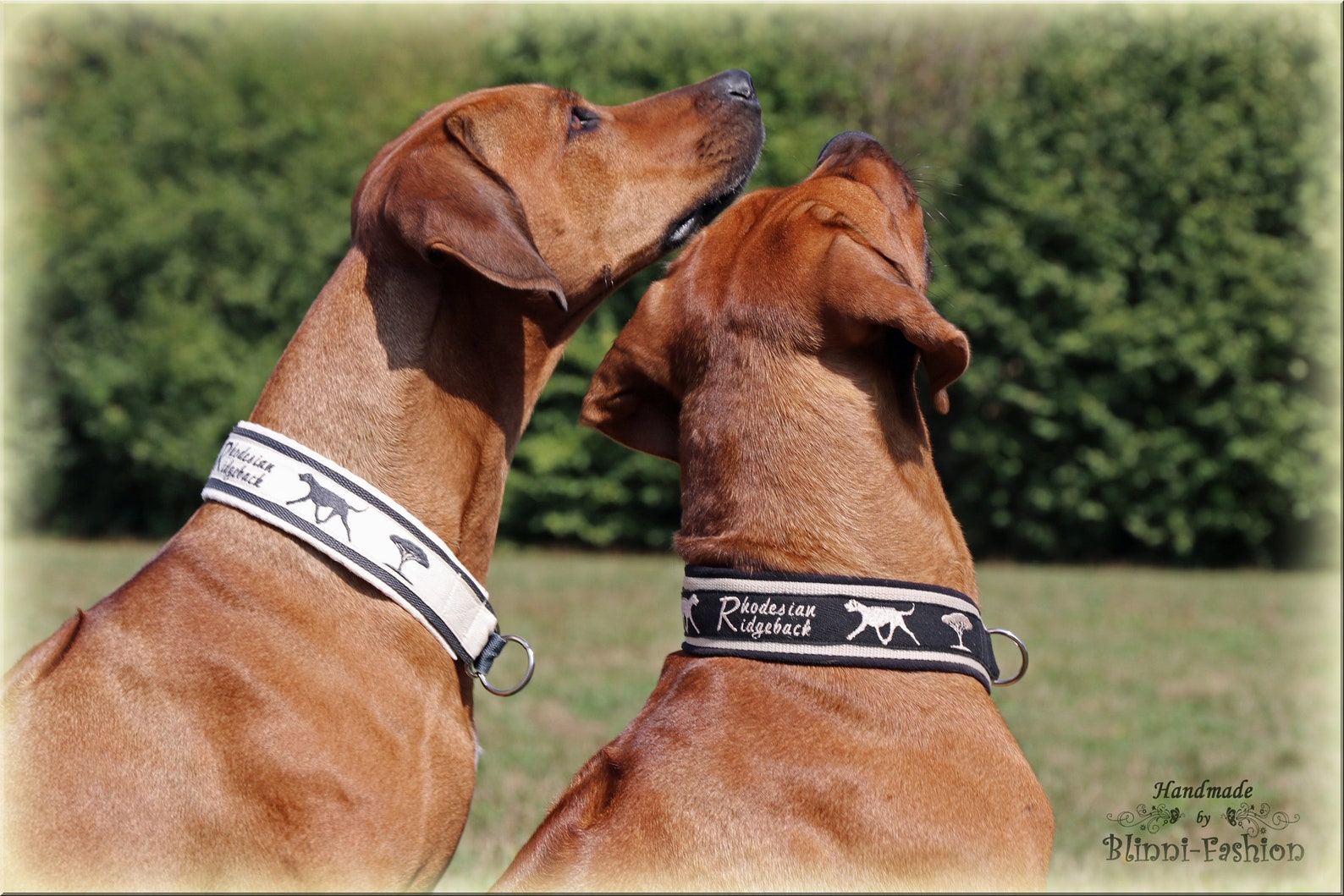 Halsband RHODESIAN RIDGEBACK Hundehalsband mit Zugstopp | Etsy