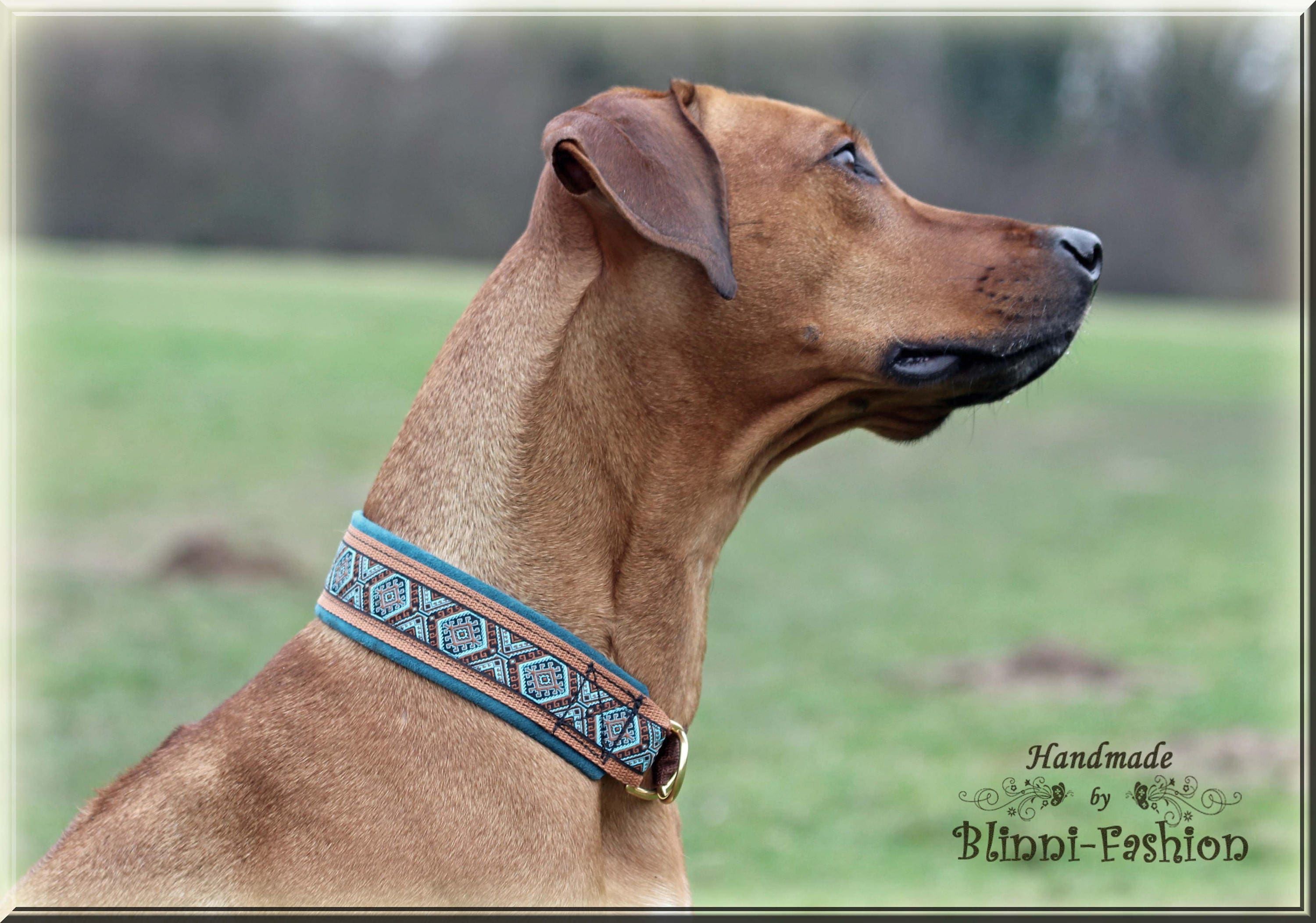 Rhodesian Ridgeback Halsband