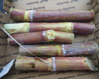 Sugar Cane Stickers | Etsy