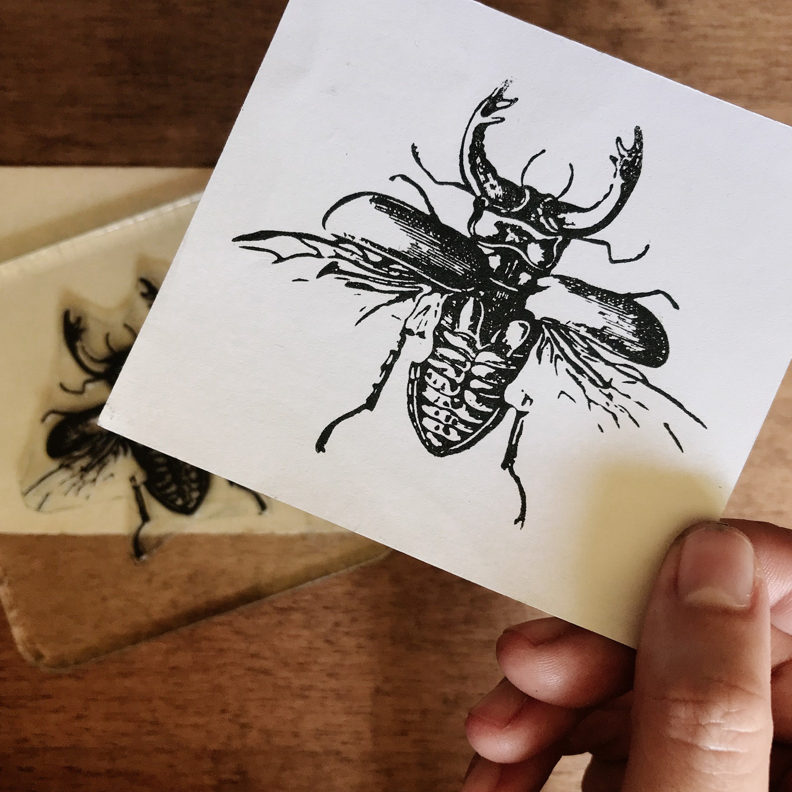 Stag Beetle Stamp for Bug Enthusiast, Insect Impression for Botany ...