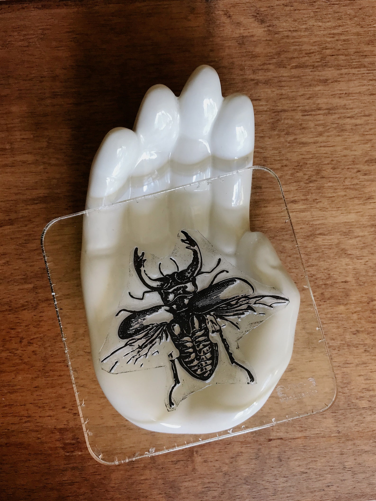 Stag Beetle Stamp for Bug Enthusiast, Insect Impression for Botany ...