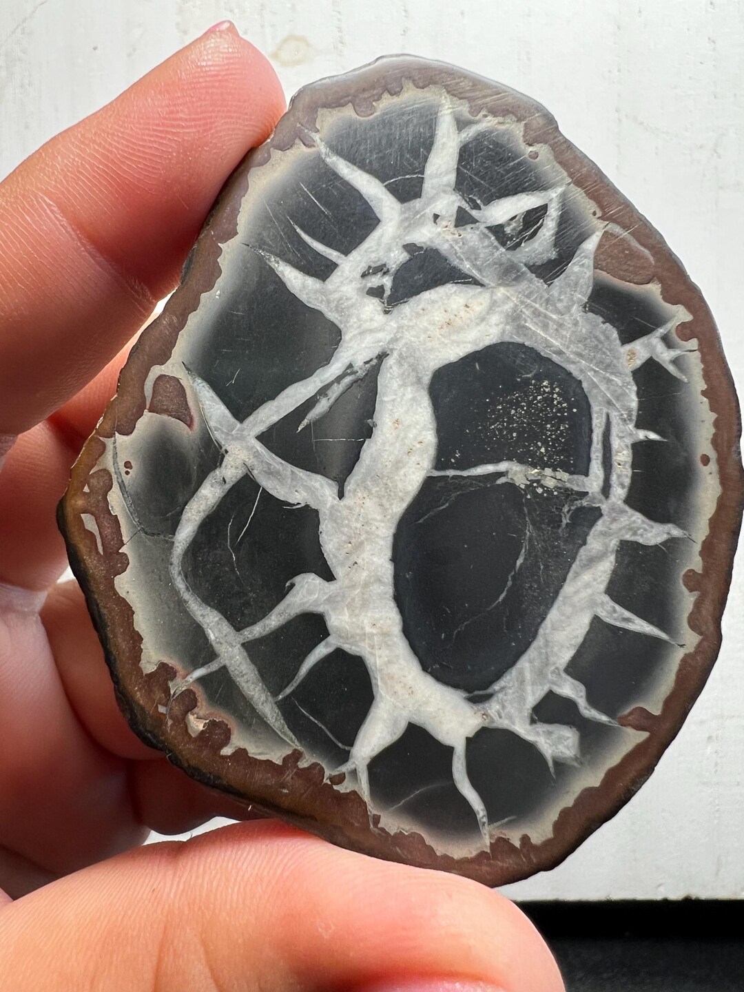 Septarian Nodule Slice | Fossil Septarian Slice | Fossil Mud Septarian ...