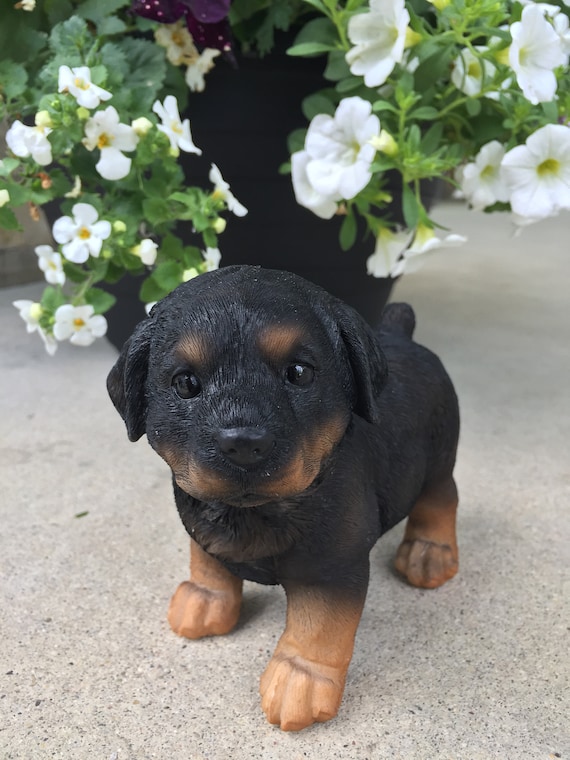 Is There A Miniature Rottweiler