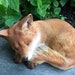 Red Fox Figurine Napping Statue Resin Yard Ornament Lawn Decor Garden ...