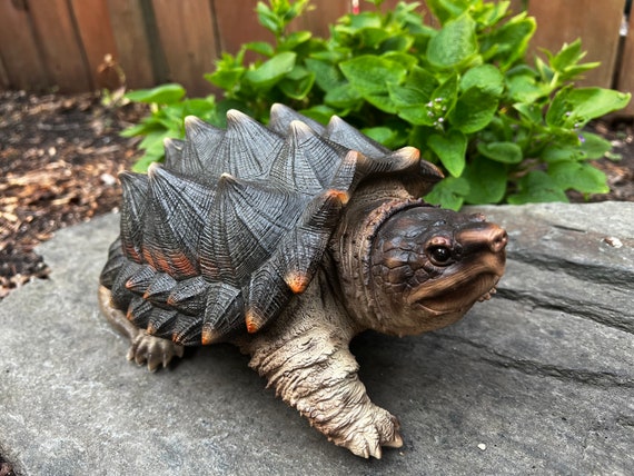 Alligator Snapping Turtle Shell